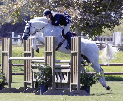 Stallion Listings A-L | Canadian Sport Horse Association