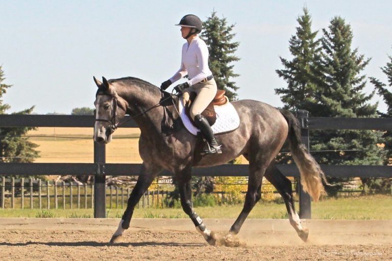 Stallion Listings A-L | Canadian Sport Horse Association