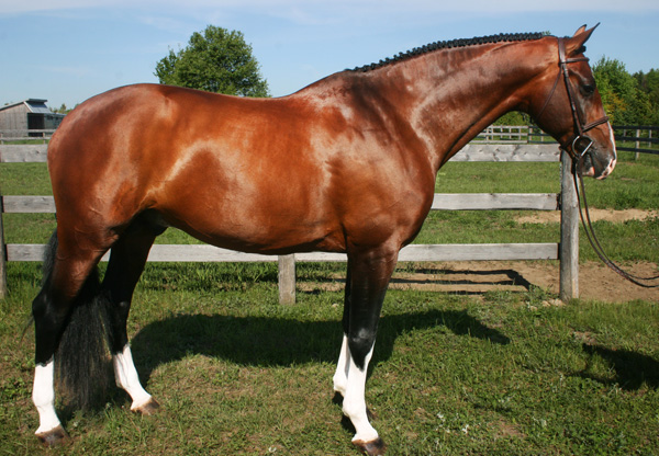 Prototype | Canadian Sport Horse Association